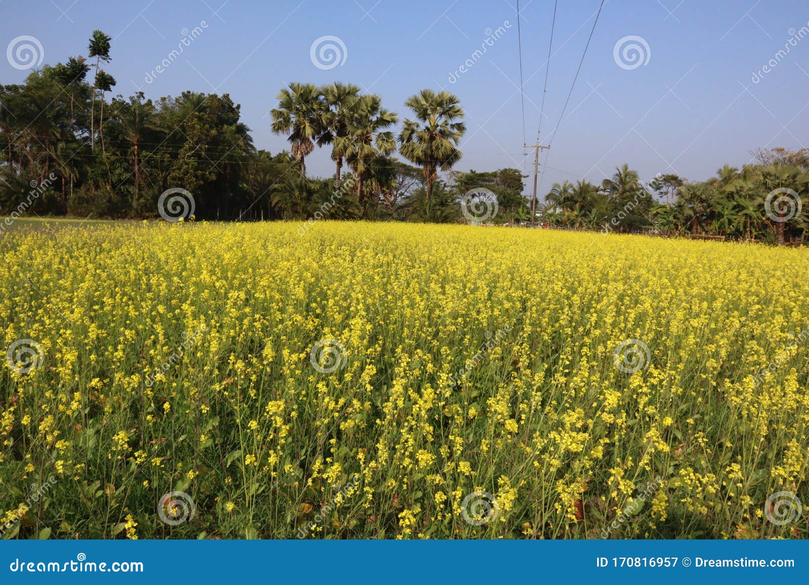 A Mustard Field with a Palm Tree. Stock Image - Image of calmness ...