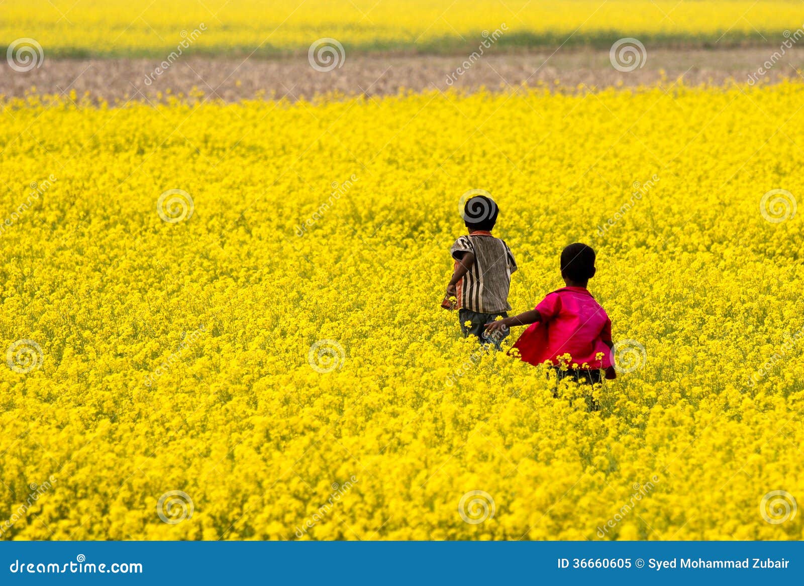 Mustard field stock image. Image of blossom, grass, crop - 36660605