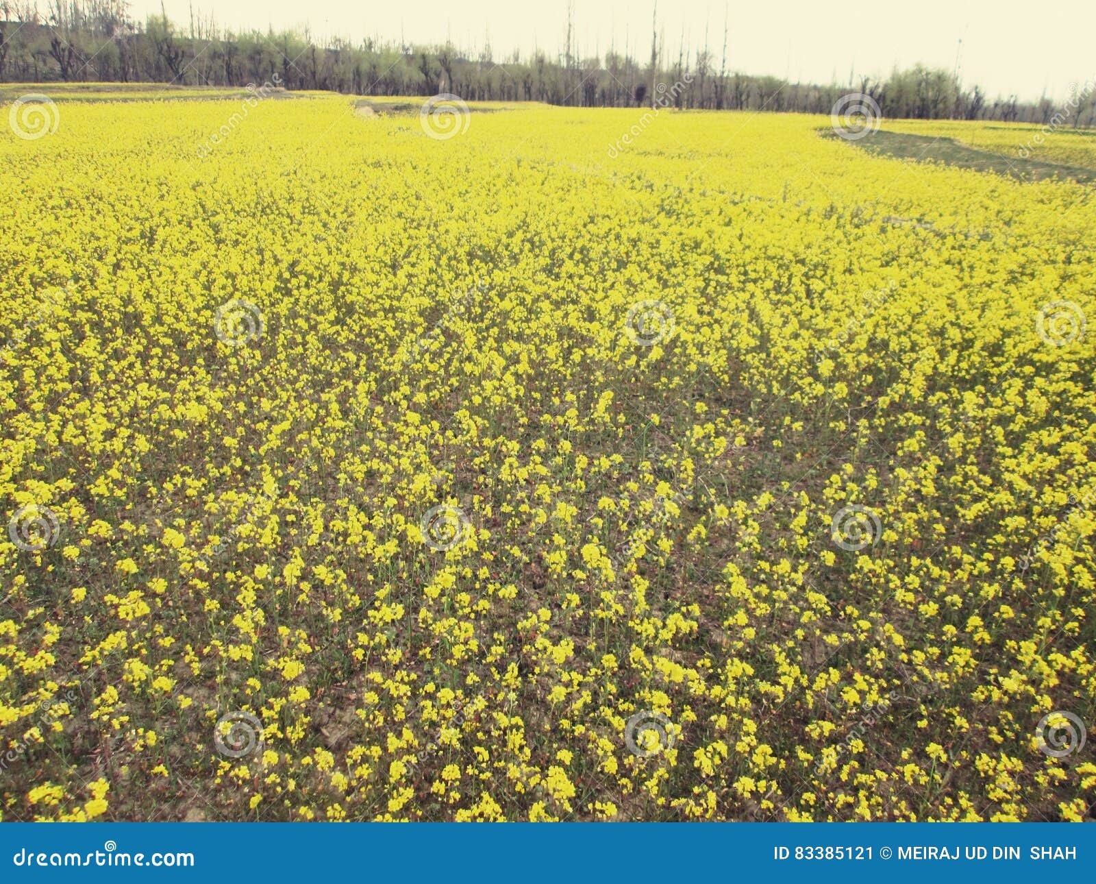Mustard field stock image. Image of taking, nature, falling - 83385121