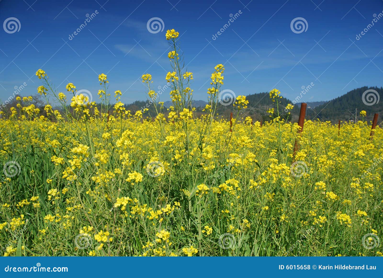 Mustard Flower stock photo. Image of macro, crop, condiment - 6015658