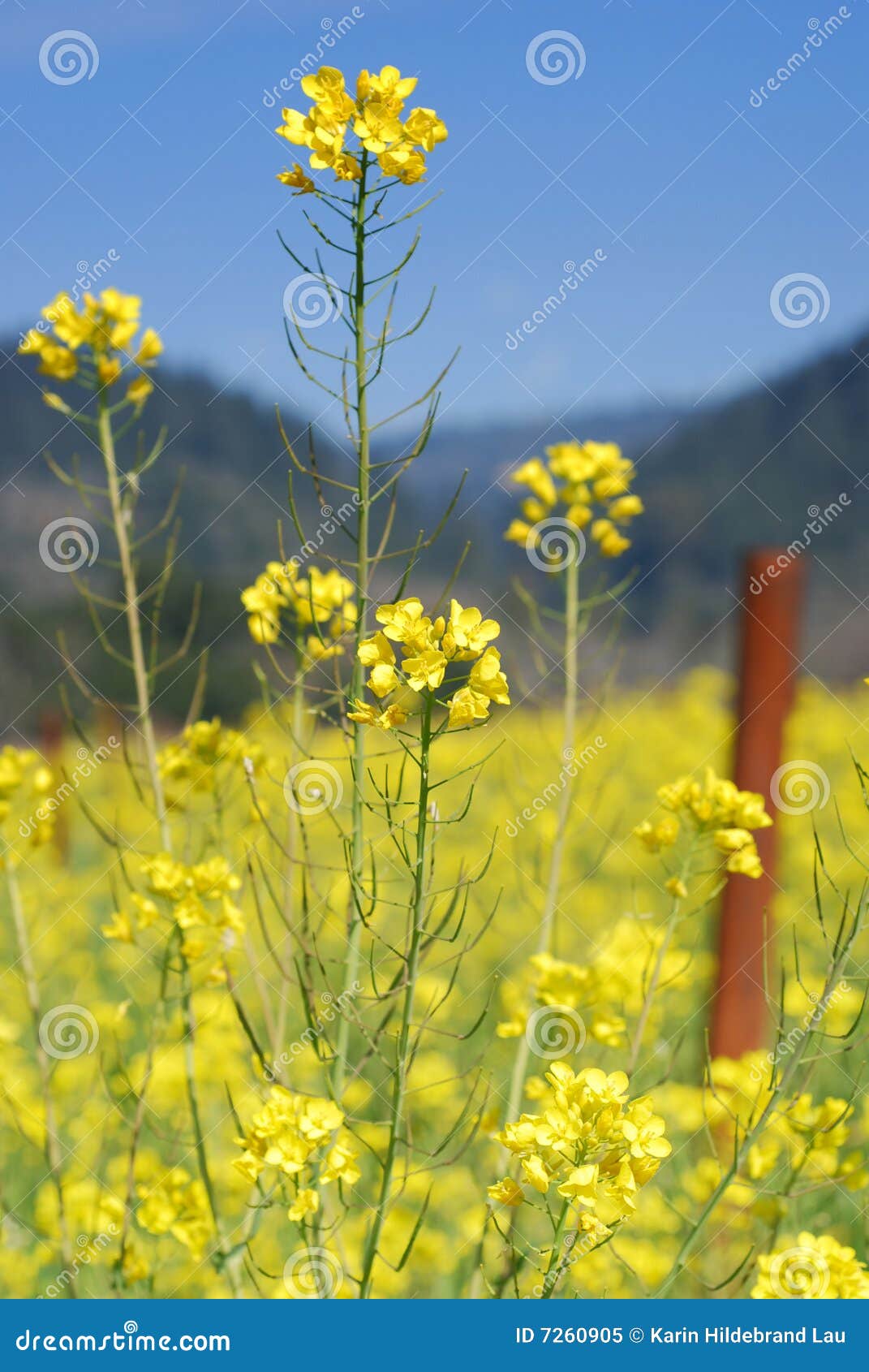 Mustard Flower stock image. Image of forage, flower, clear - 7260905