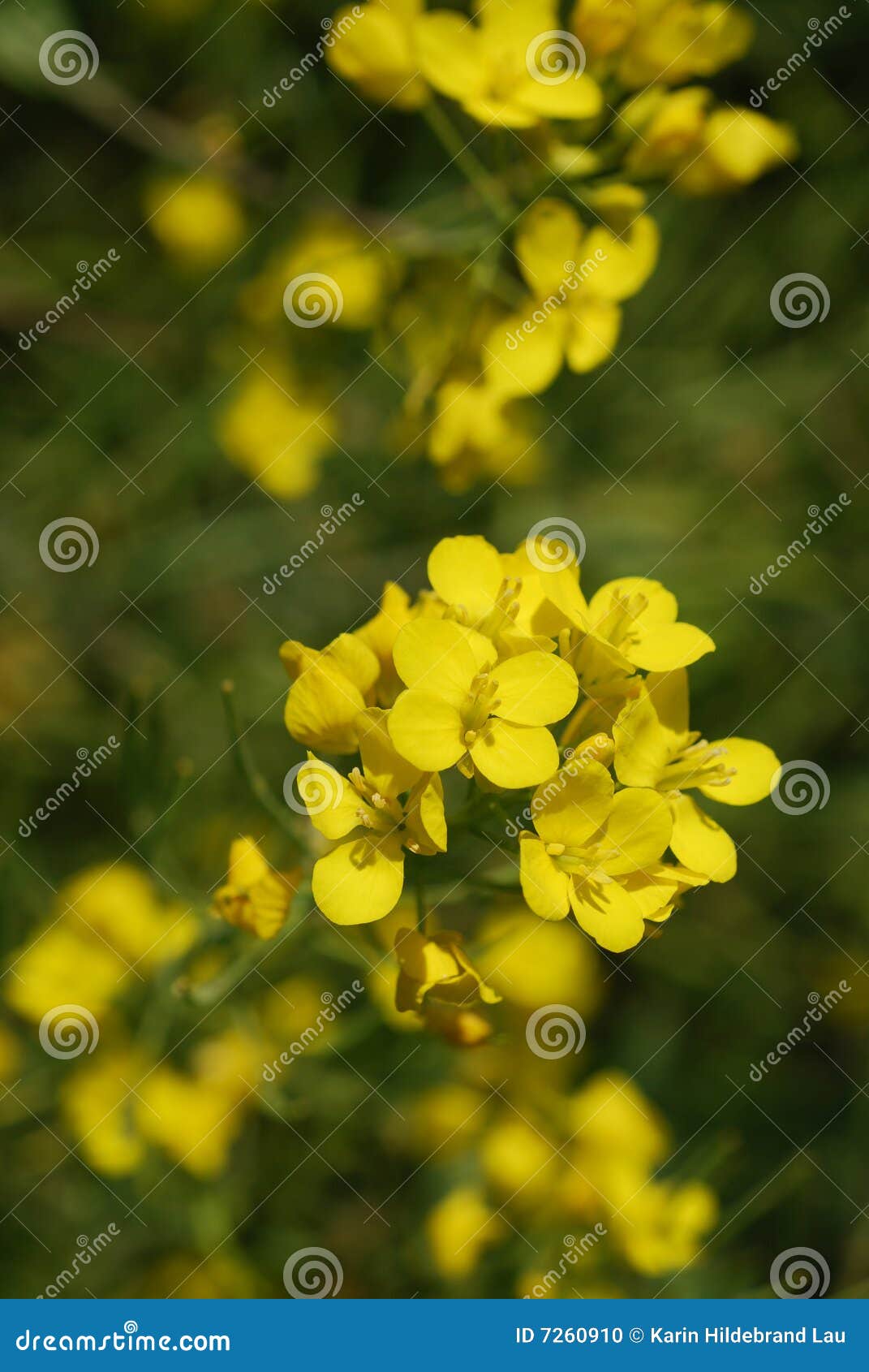 Mustard Flower stock photo. Image of plant, food, macro - 7260910