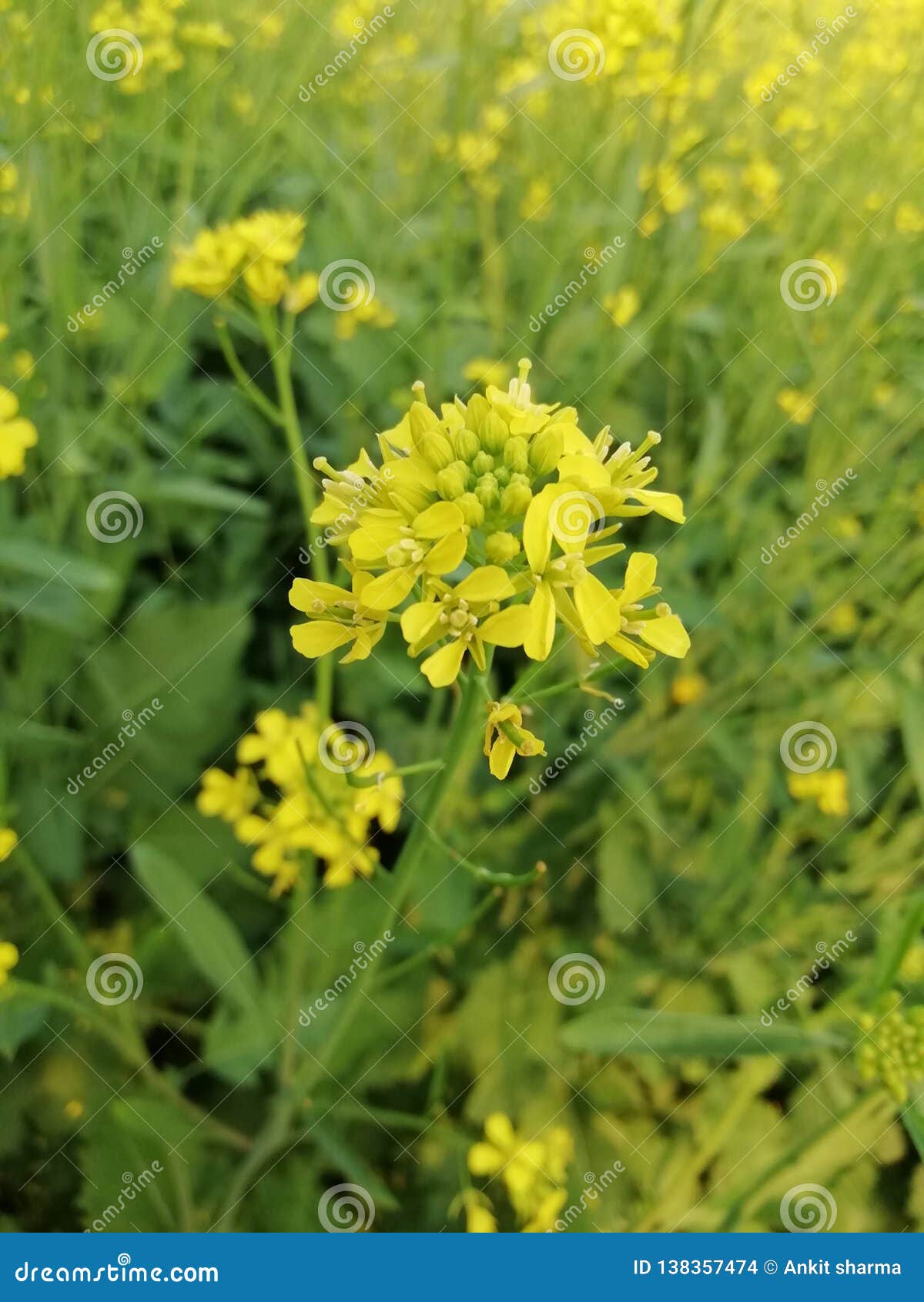 Mustard flower stock photo. Image of flower, fields - 138357474