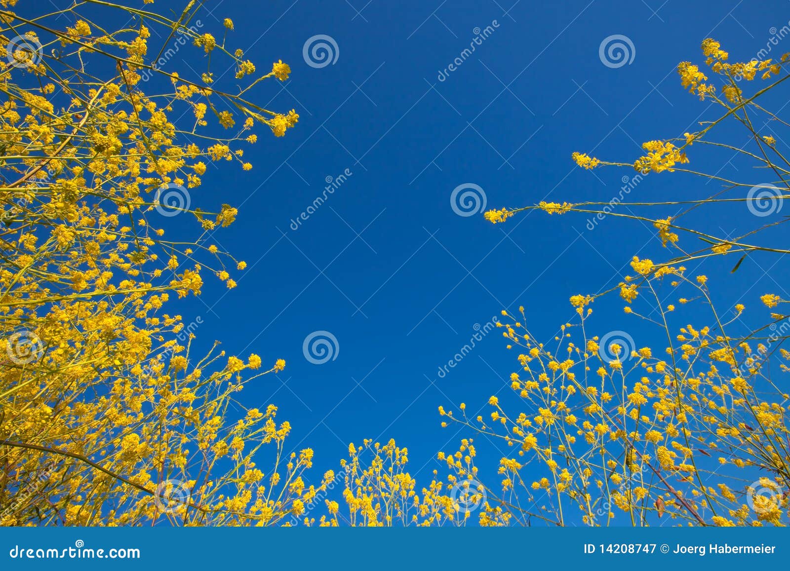 Mustard Flower Blooms Rising into the Blue Sky Stock Image - Image of ...