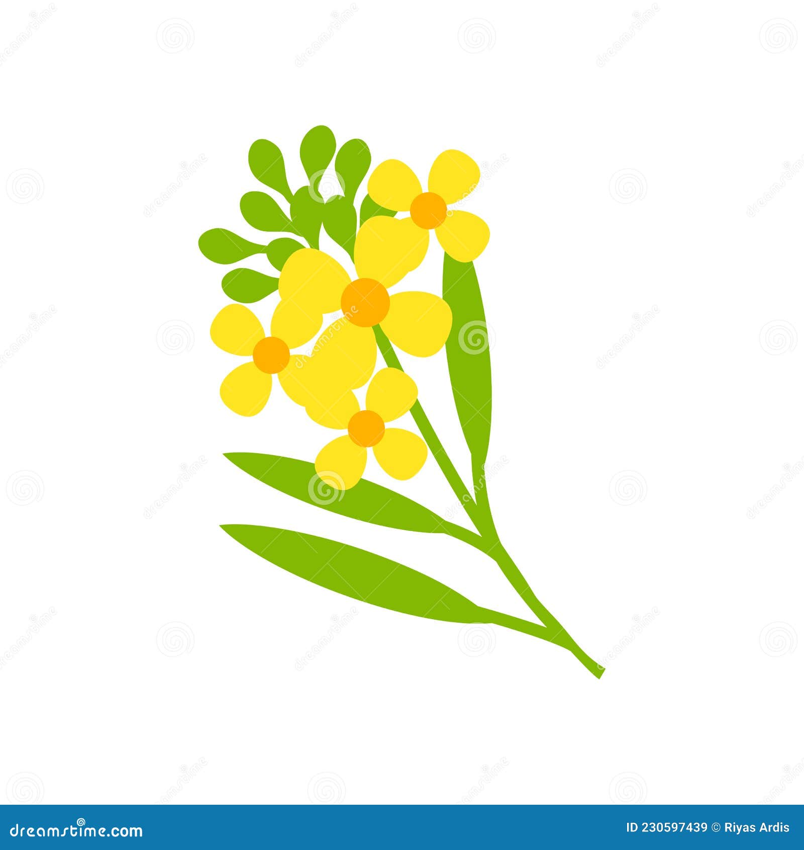 Mustard Flower Buds And Beans Vector Illustration Isolated On White ...