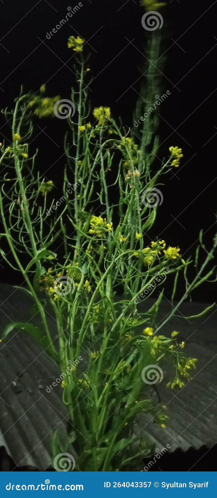 Mustard Flower stock image. Image of produce, mustard - 264043357