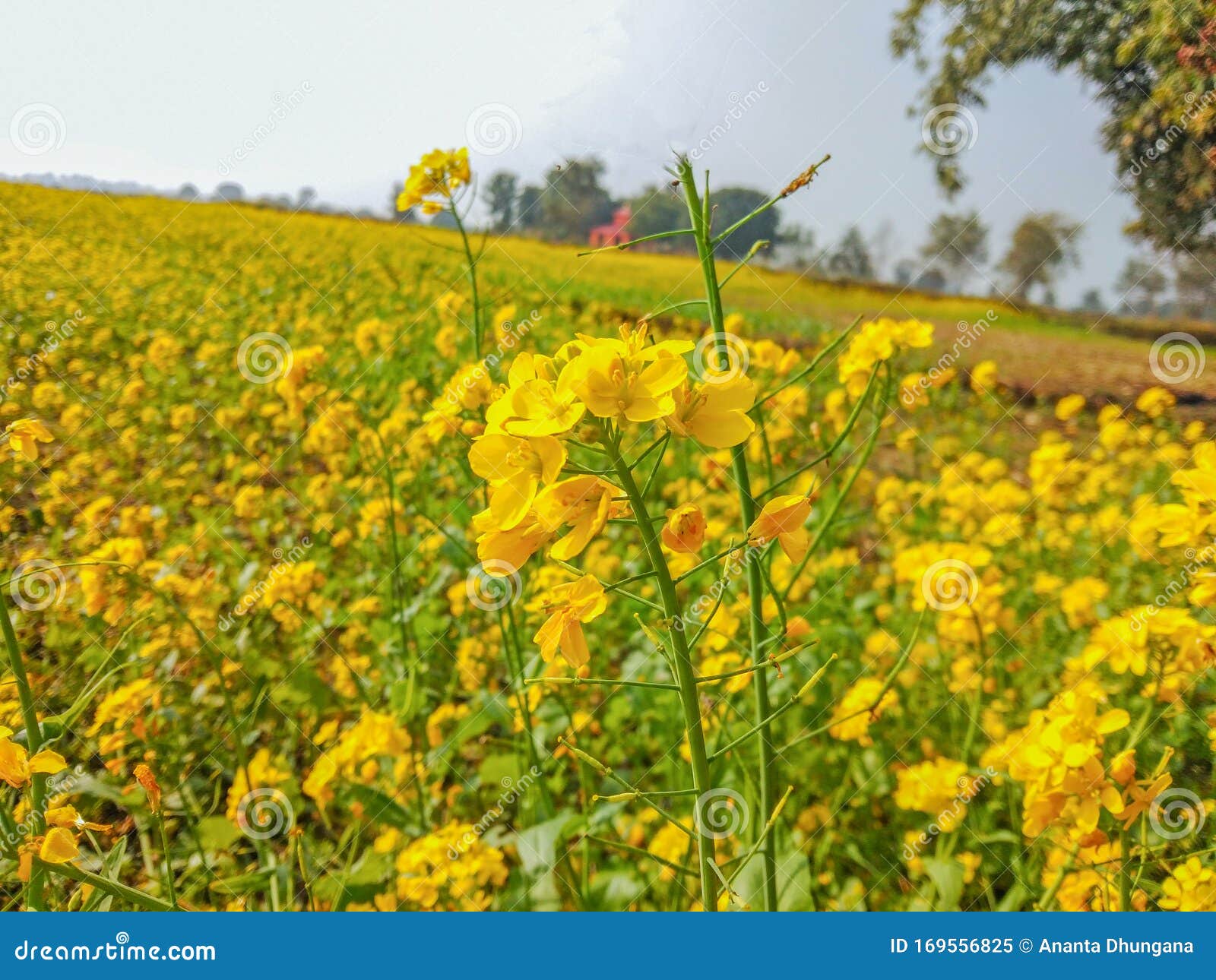 Mustard flower on farm stock image. Image of growing - 169556825