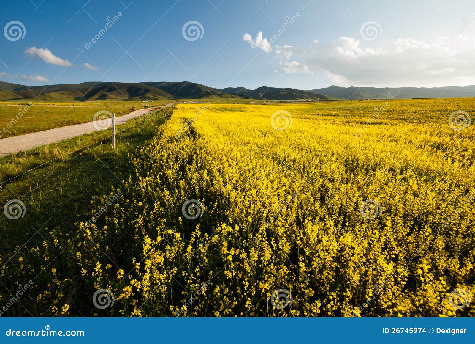 Mustard Flower Field stock photo. Image of vast, bright - 26745974