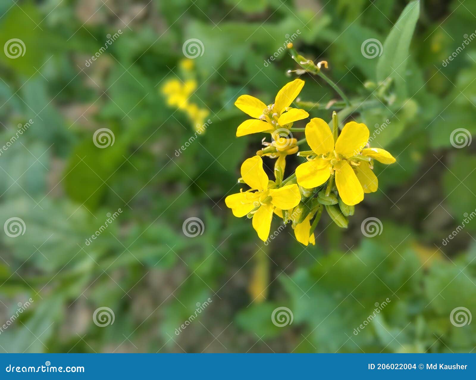 It is Mustard Flower Naturel Stock Photo - Image of yellow, masterd ...