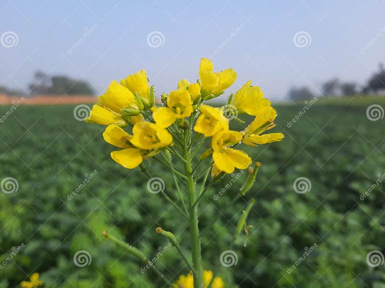 Mustard flower sarso stock image. Image of rapeseed - 238872393