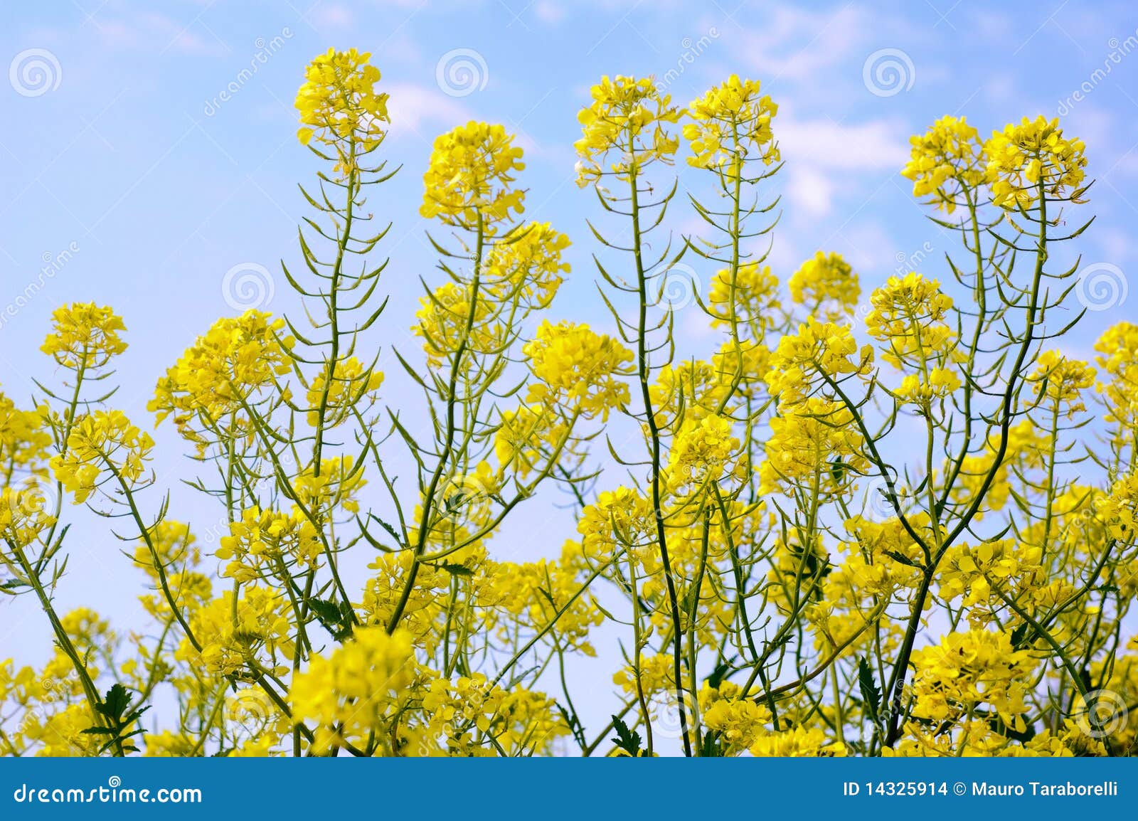 Mustard flowers stock photo. Image of spring, green, flower - 14325914