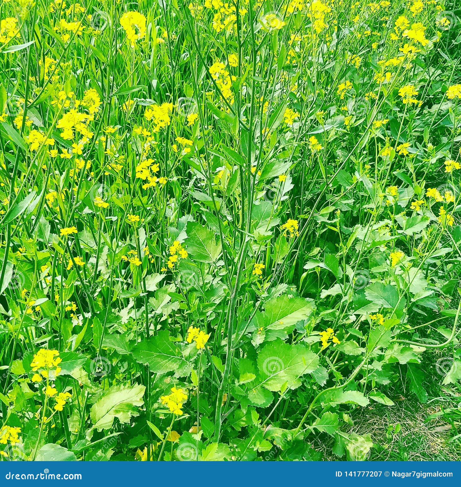 Mustard flowers stock image. Image of beautiful, natural - 141777207