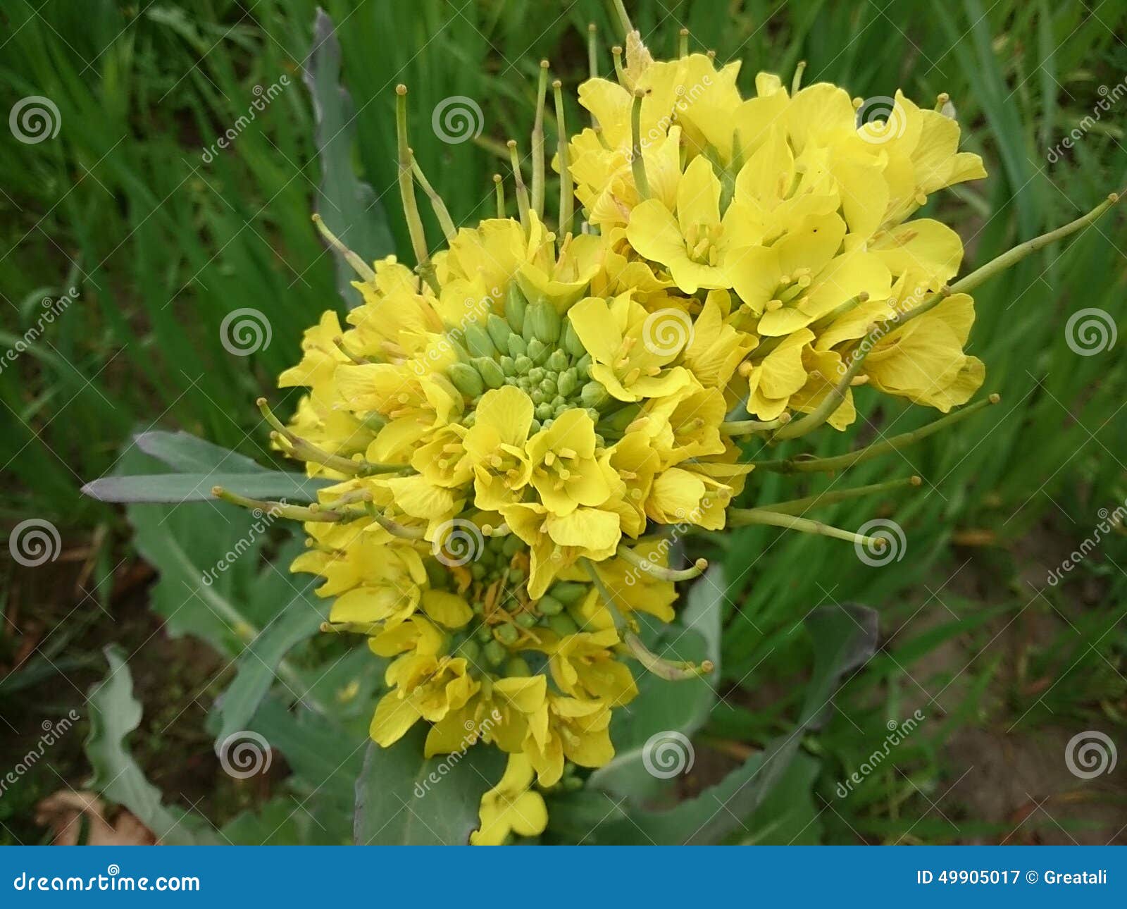 MUSTARD Flowers stock image. Image of wildflower, yellow - 49905017