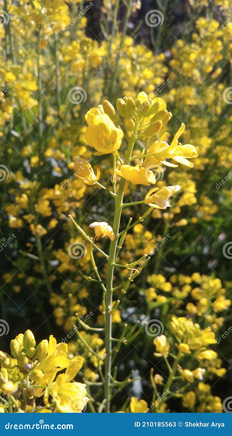 Mustard Flowers. Mustard Flowers Tree Stock Image - Image of green ...