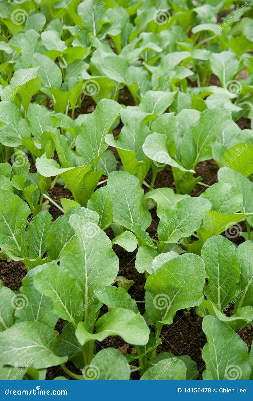 Mustard Greens at Vegetable Farm Stock Photo - Image of soil, juncea ...