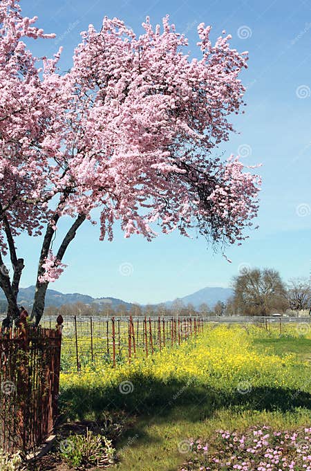 Mustard and Japanese PlumTree Stock Photo - Image of mustard, landscape ...