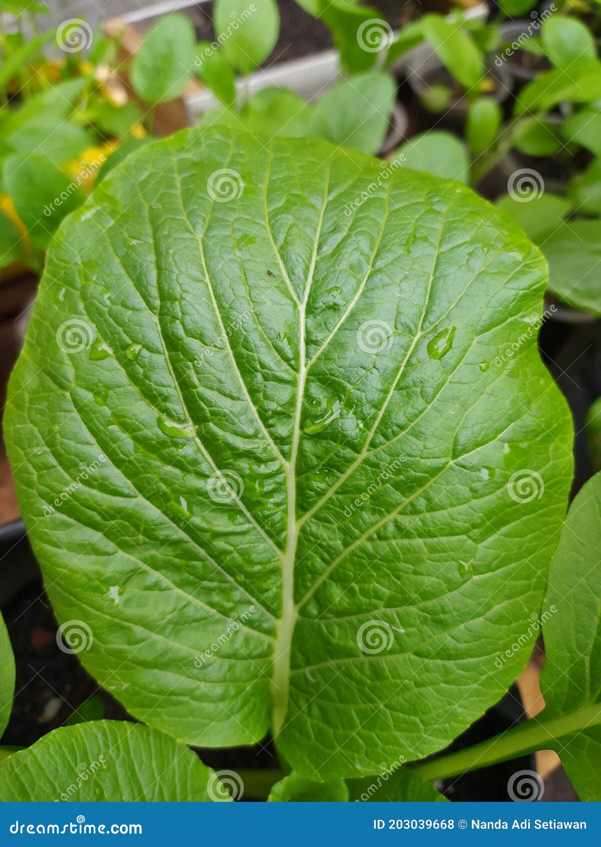 Mustard Leaves are Very Good Stock Photo - Image of herb, mustard ...