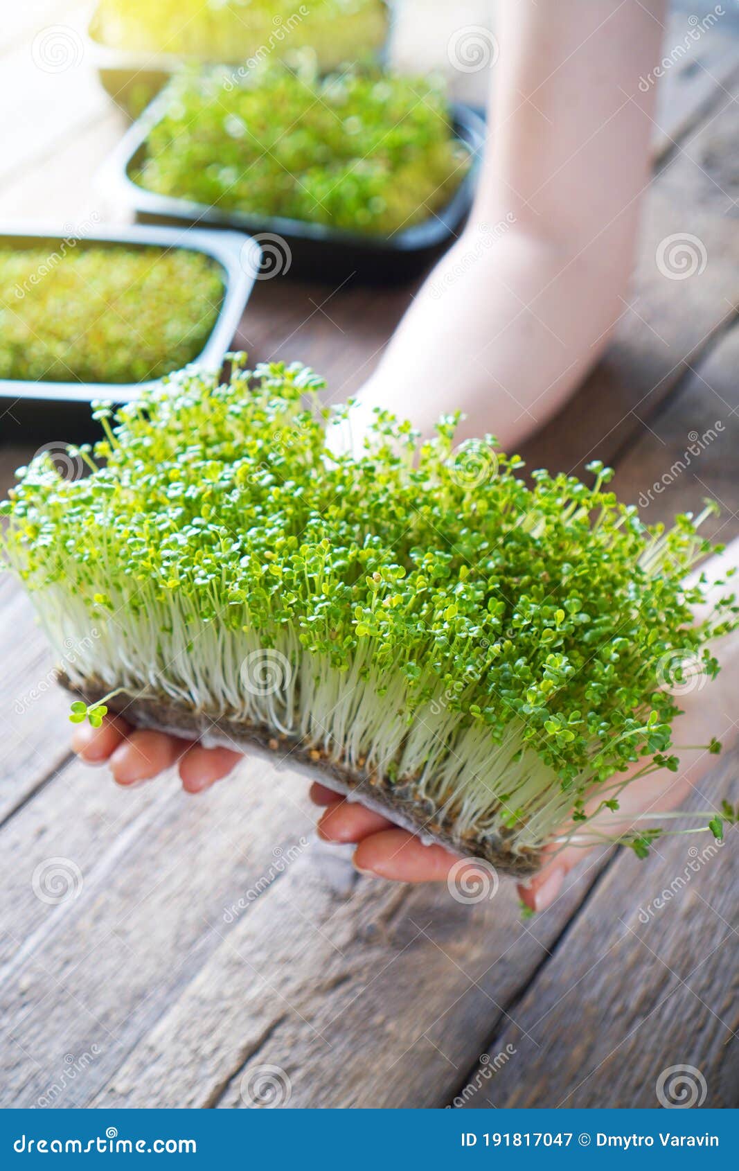 Mustard Micro Green Sprouts Stock Image - Image of hands, crop: 191817047