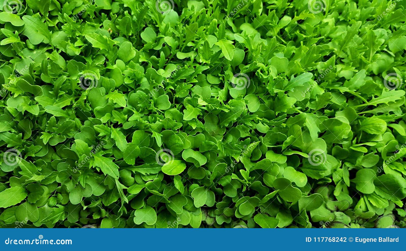 Mustard Microgreens Closeup Stock Photo - Image of giant, mizuna: 117768242