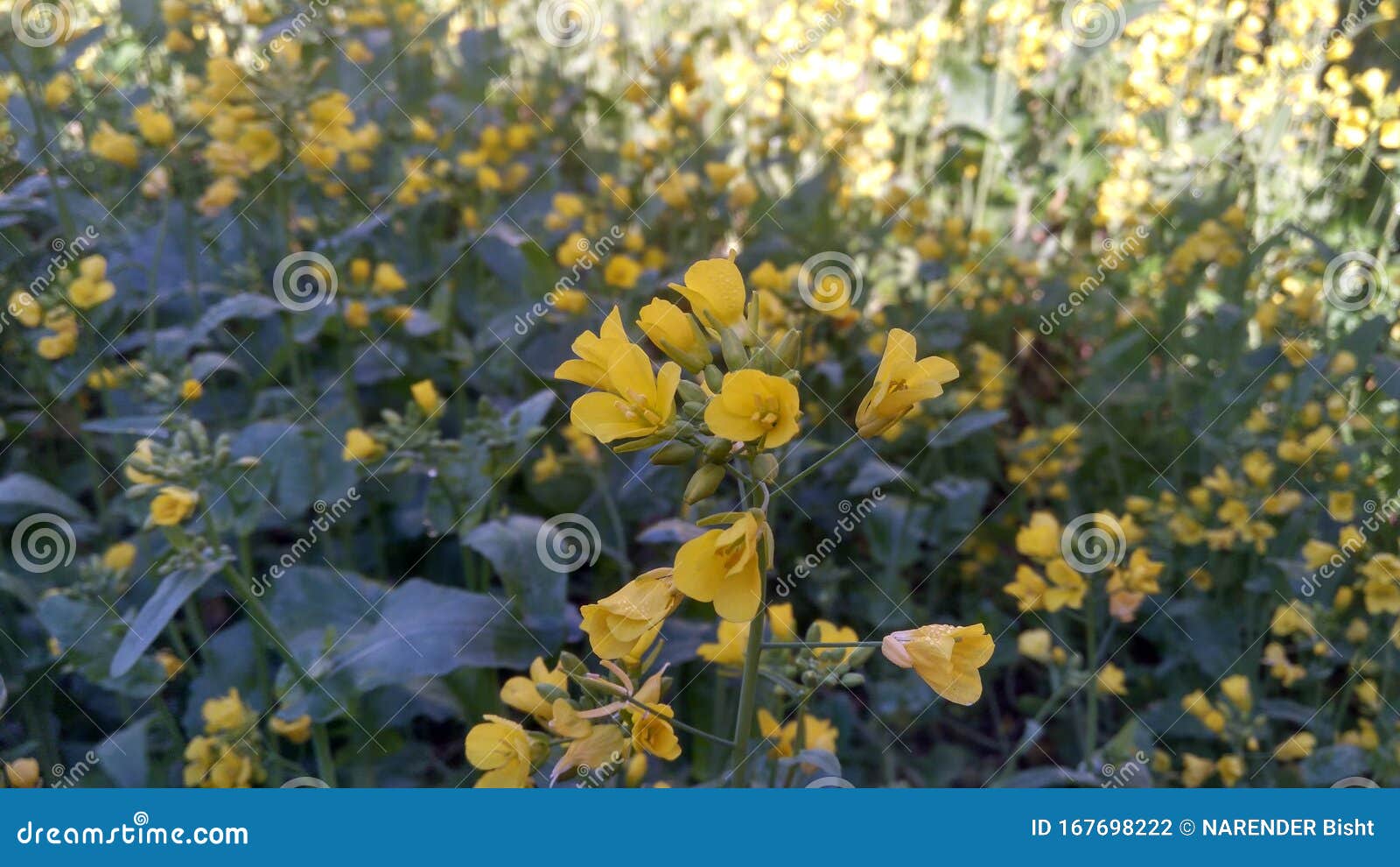 Mustard Oil Plant with Flower Stock Photo - Image of plant, leaf: 167698222
