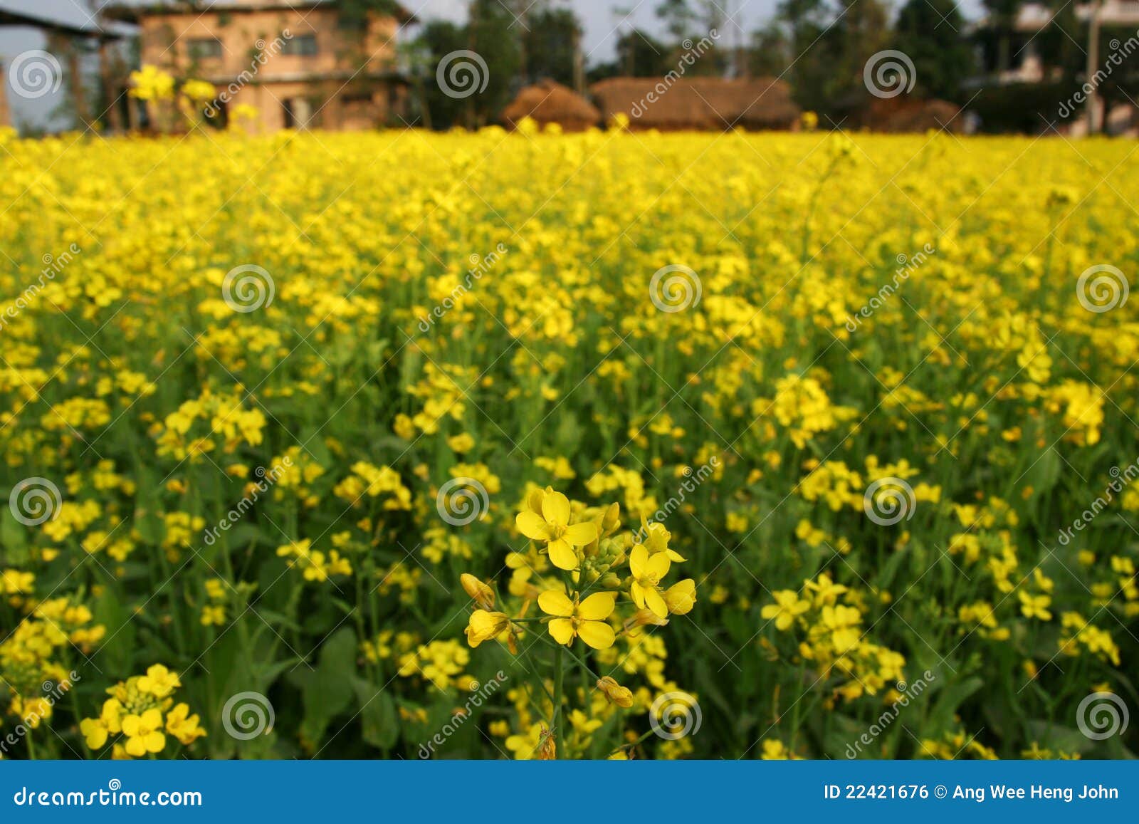 Mustard plant Flowering stock photo. Image of flowering - 22421676