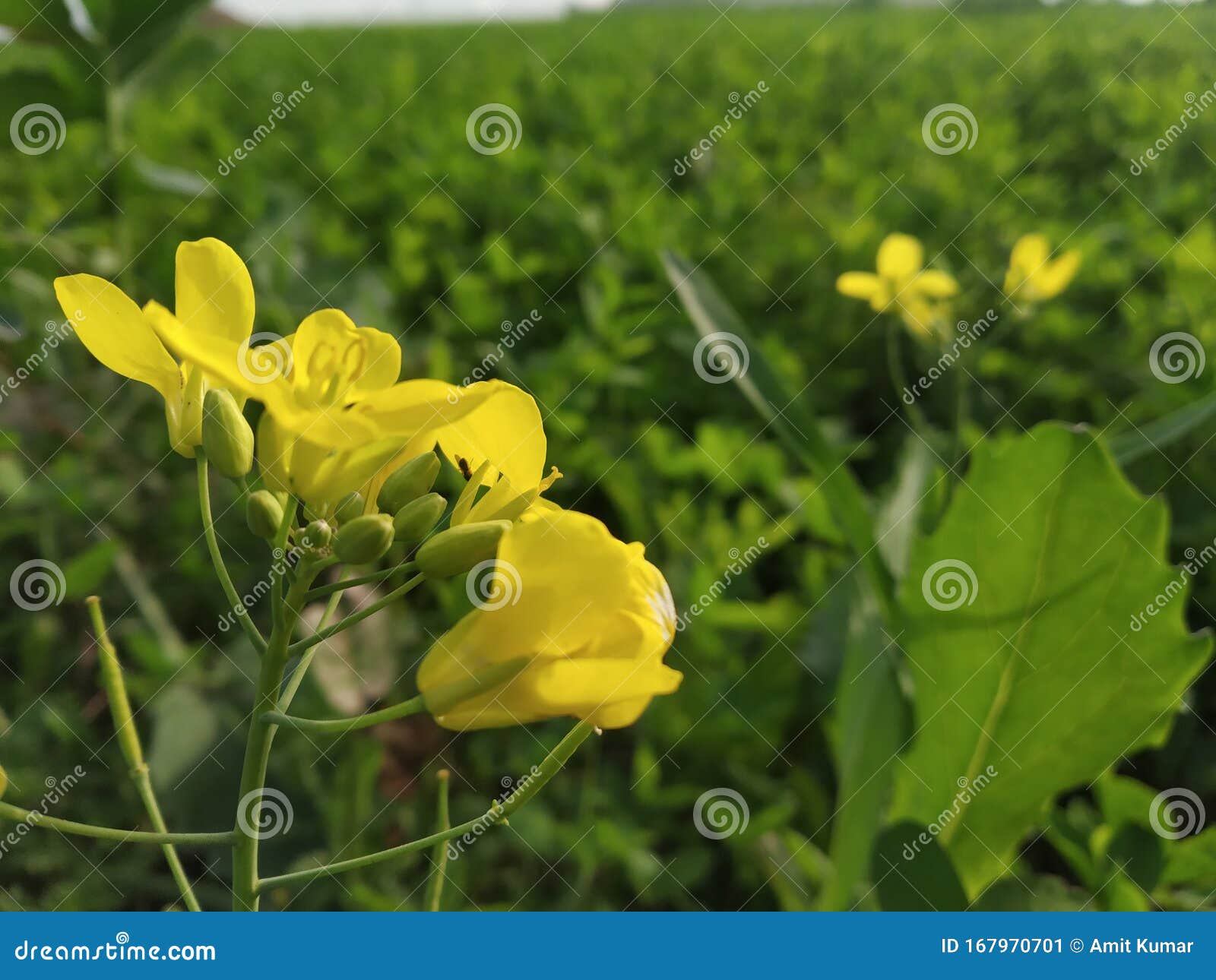 Mustard Plant stock image. Image of tree, plant, mustard - 167970701