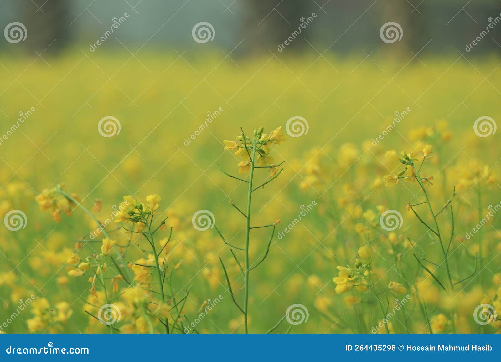 Mustard Plants Blooming in Field Stock Photo - Image of economy, blue ...