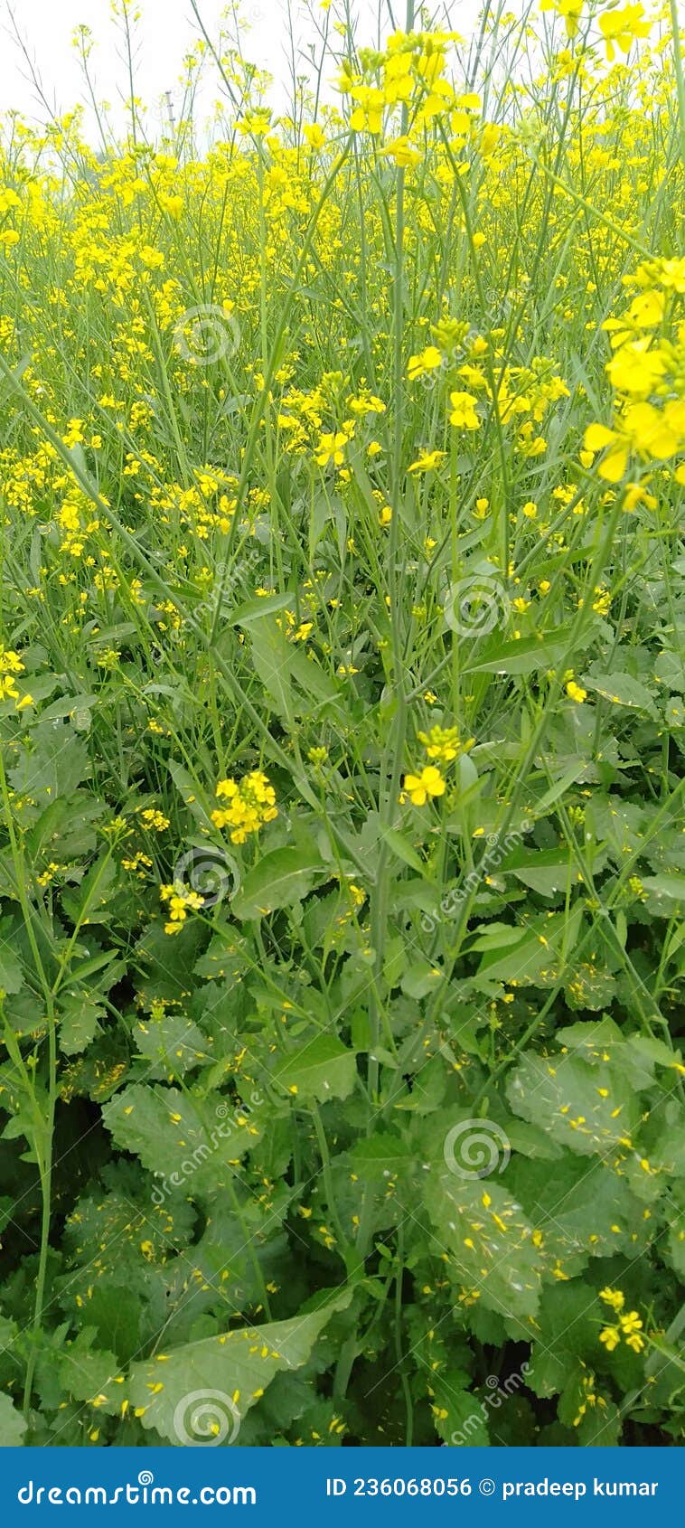 Mustard plants in field stock photo. Image of mustard - 236068056