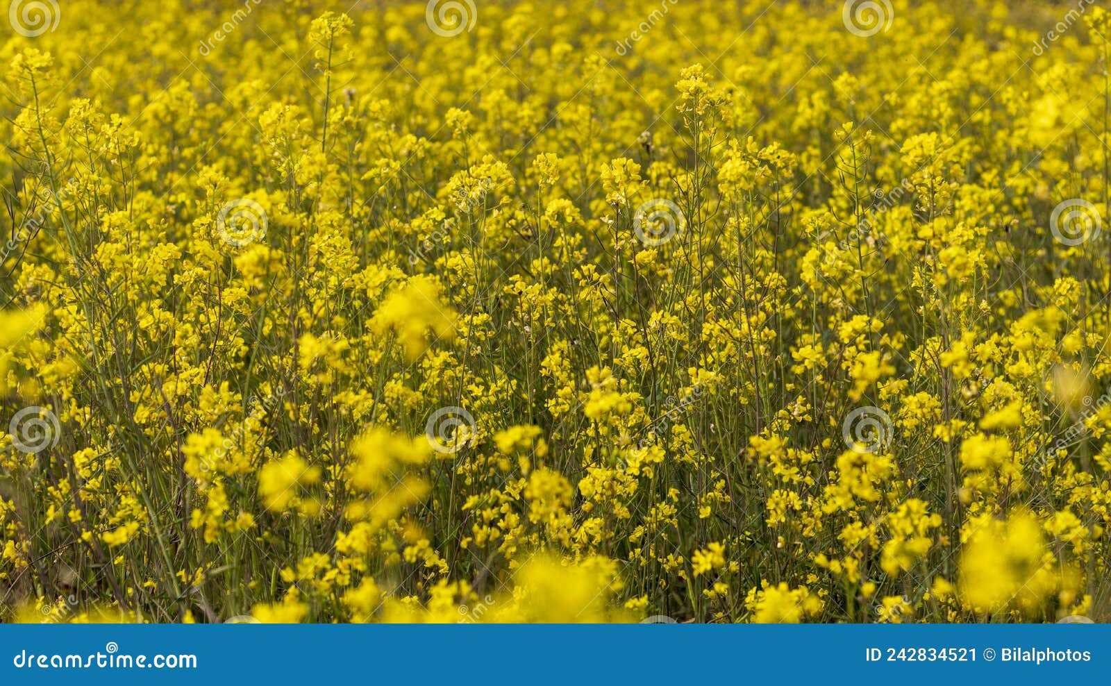 Mustard Plants Flowering in the Spring Stock Image - Image of ...