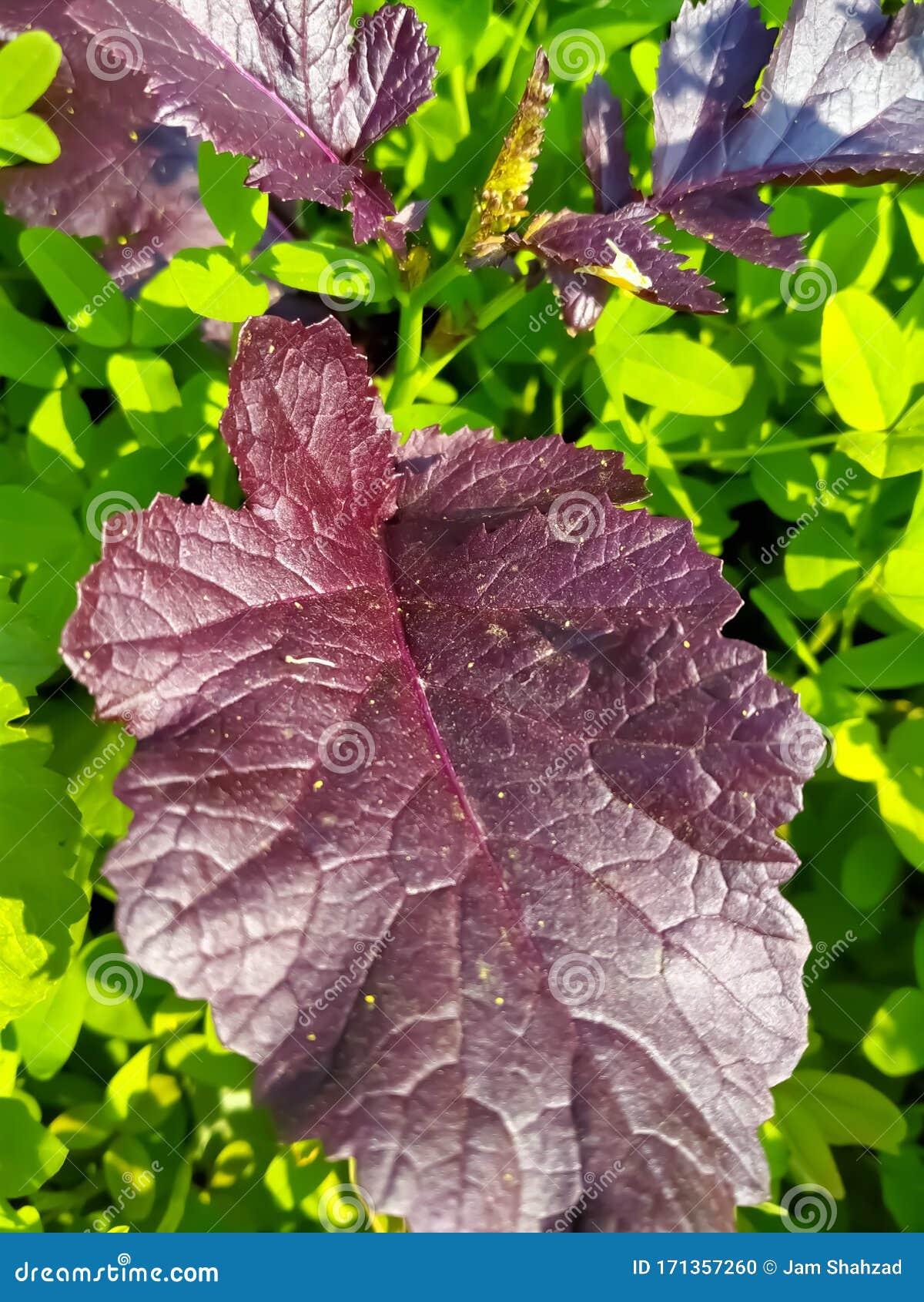 Mustard Plants Leaf.Green Leaf.Radish Leaf of Mustard Plants Stock ...