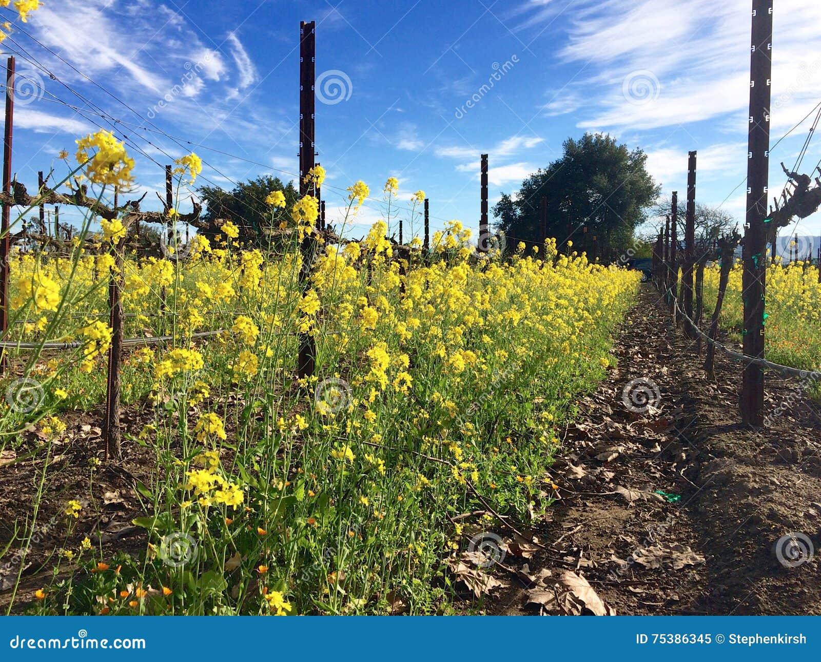 Mustard Plants Provide Cover for Grape Vines Stock Image - Image of ...