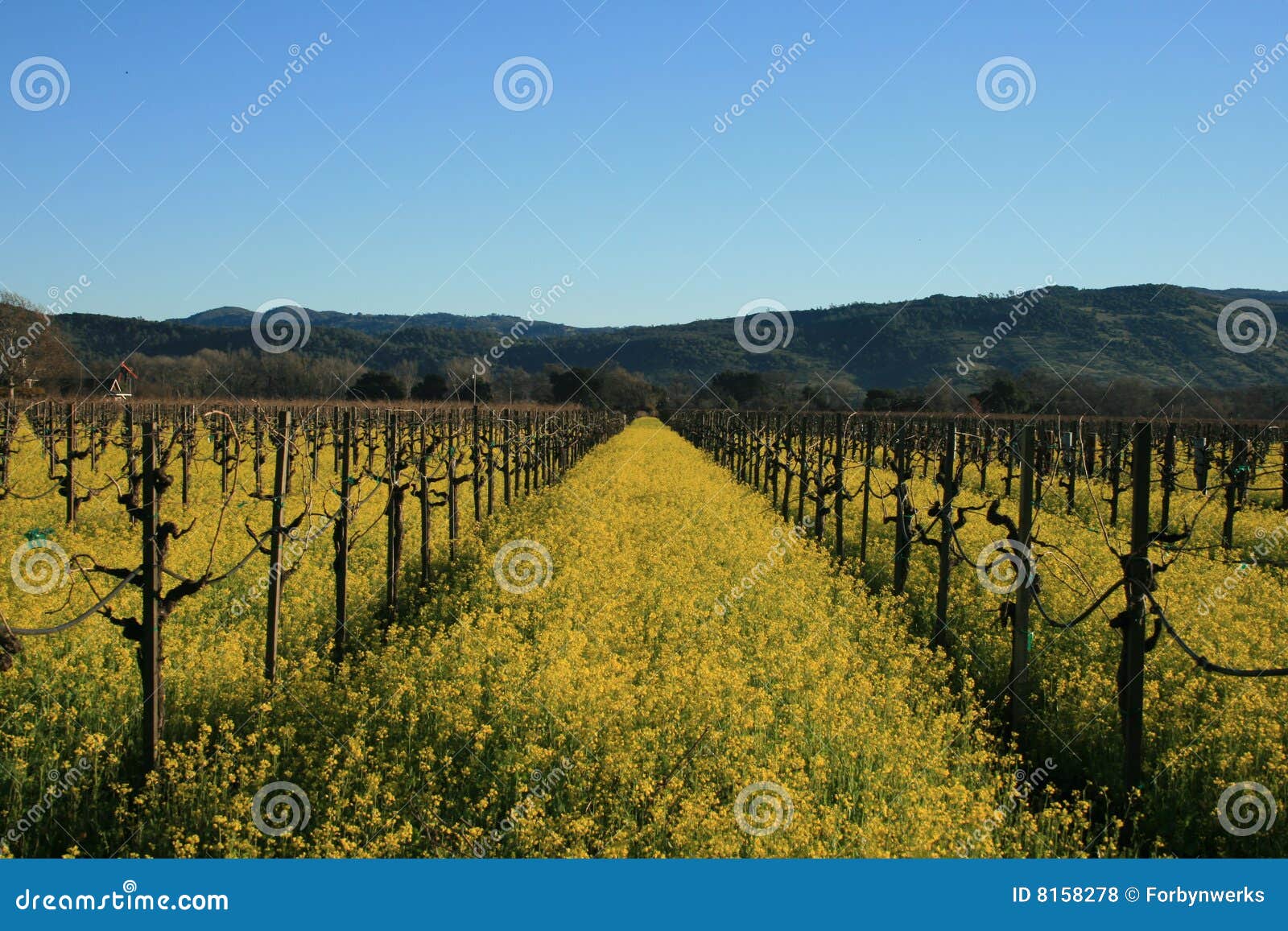 Mustard Season stock photo. Image of winery, valley, wineries - 8158278
