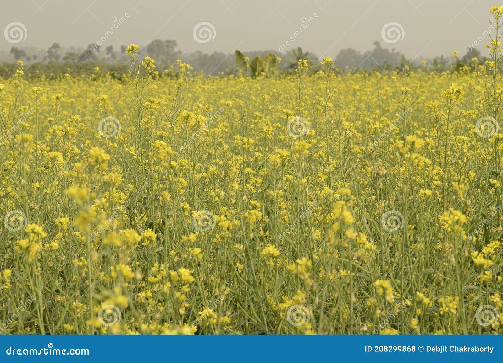 Mustard Plant Flower Field with Selective Focus in the Village Stock ...
