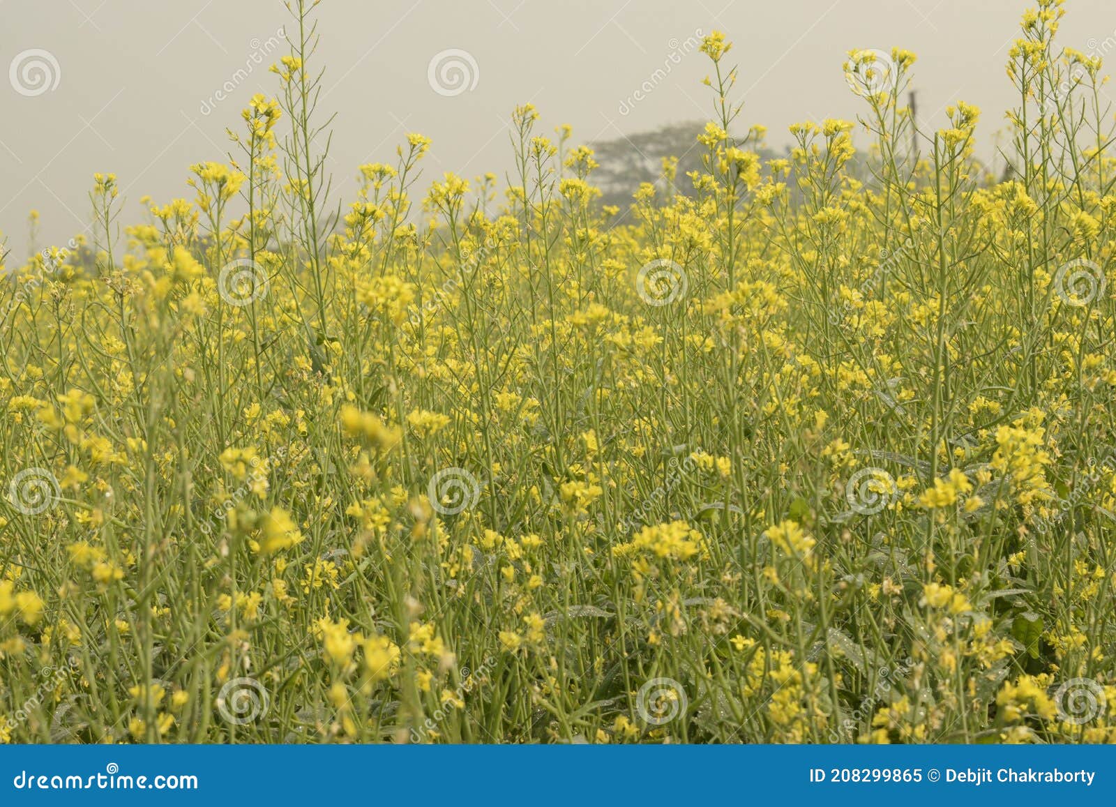 Beautiful Mustard Plant Flower Field with Selective Focus Stock Image ...