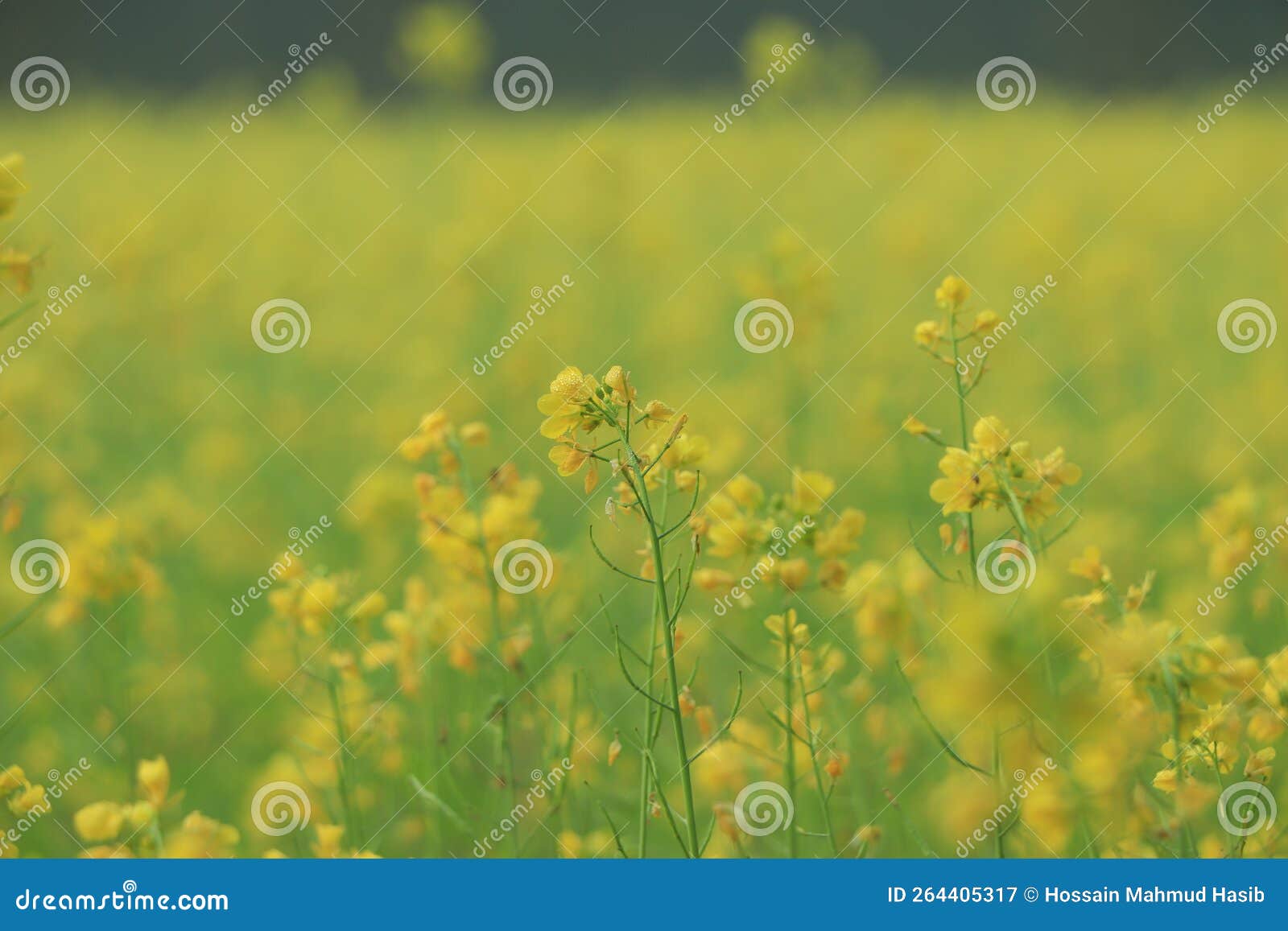 Mustard Seed Flowers Closeup in Field Stock Image - Image of bright ...