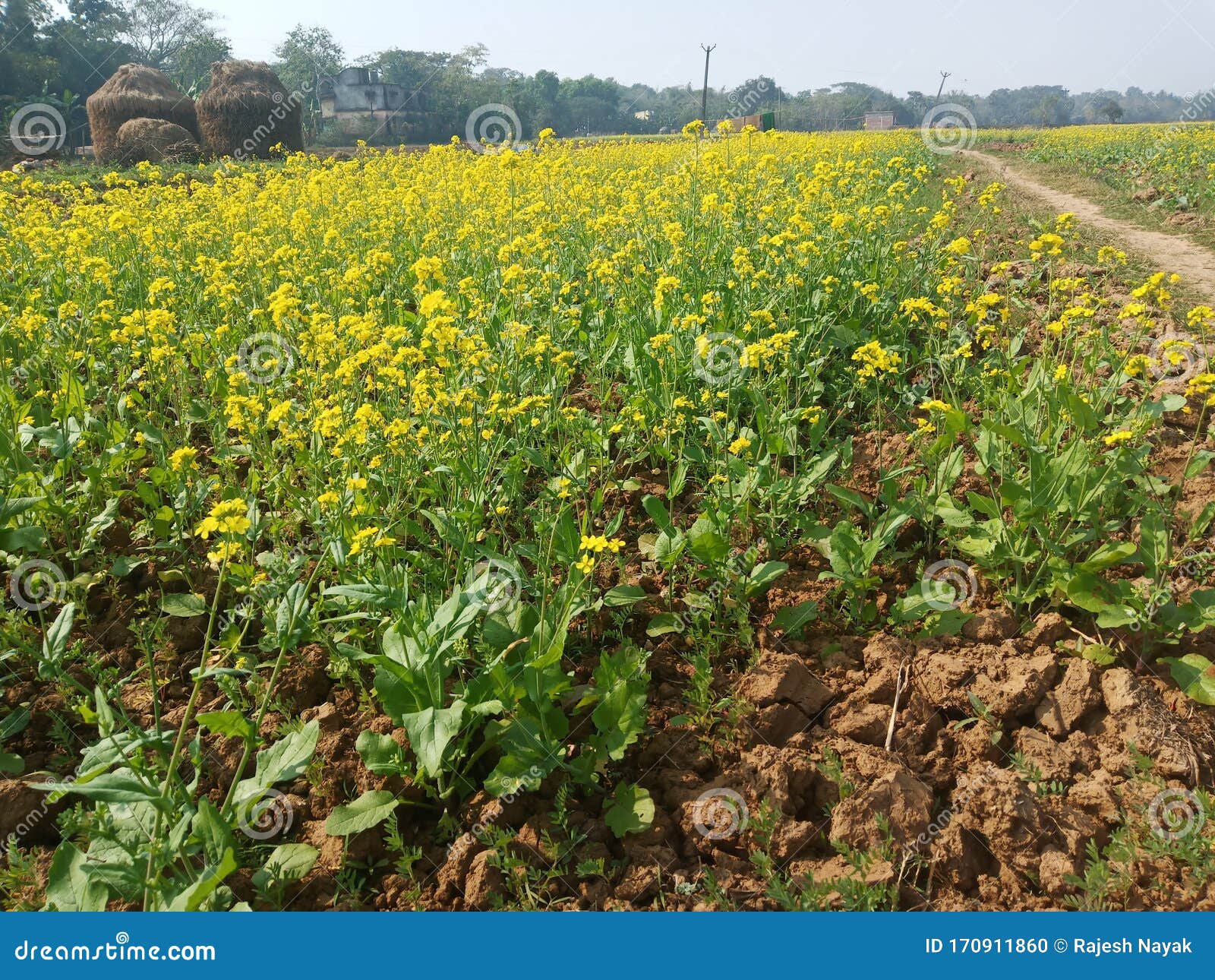 Mustard seed plantation stock photo. Image of plantation - 170911860