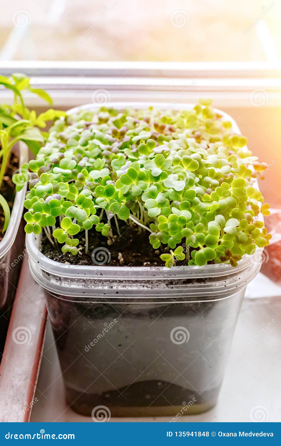 Mustard Seedlings. Floral Background Stock Photo - Image of germination ...