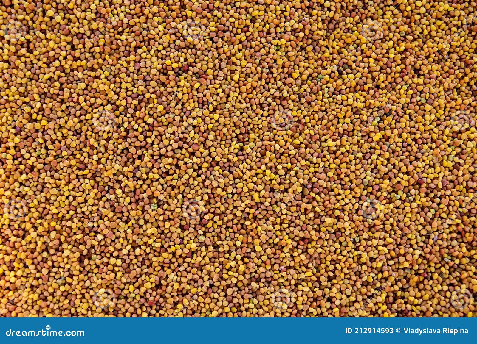 Mustard Seeds Lie on the Table Forming a Yellow Texture Stock Image ...