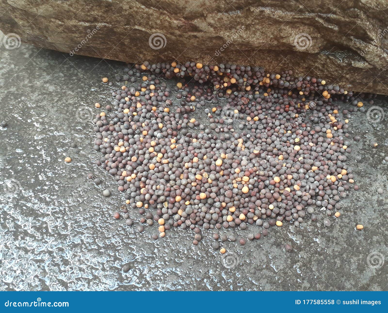 Mustard Seeds Ready for Grinding with Seal Stock Photo - Image of ...