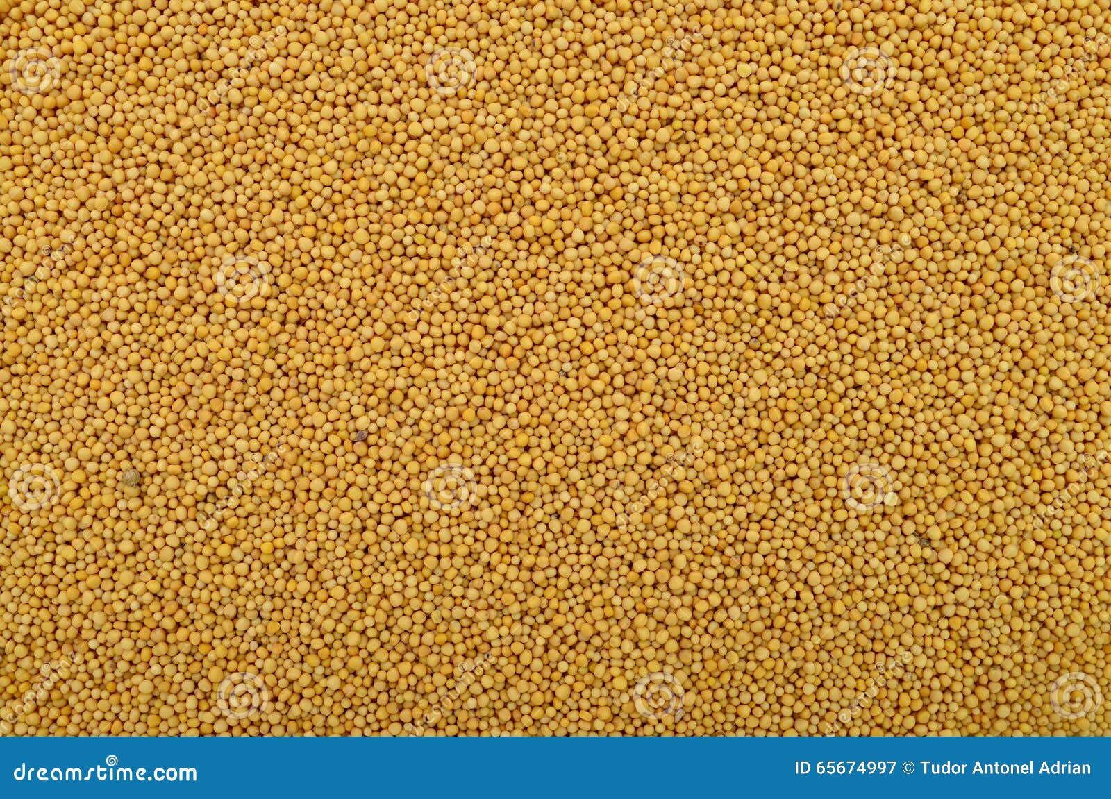Mustard seeds texture stock image. Image of seed, pattern - 65674997