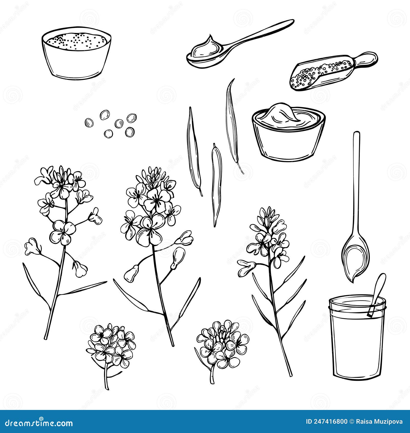 Mustard Set. Sketch Illustration Stock Vector - Illustration of healthy ...