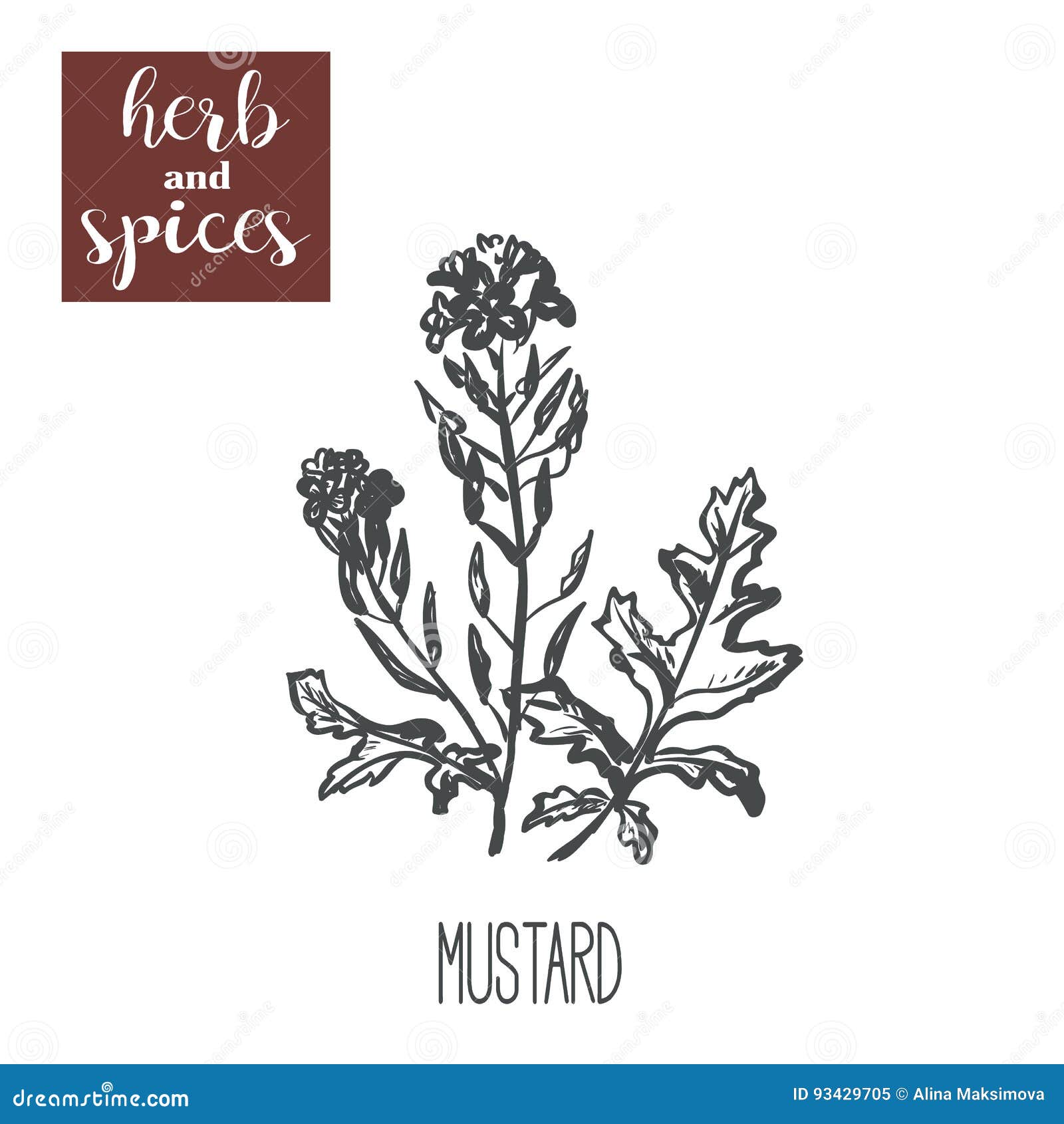 Mustard Sketch Hand Drawing. Vector Illustration Stock Vector ...