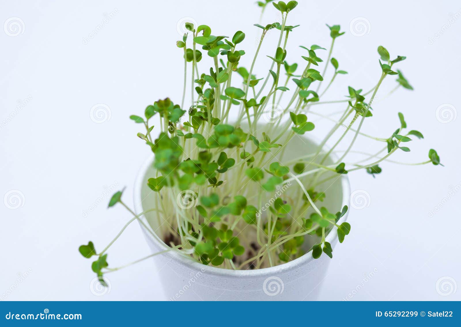 Mustard sprout stock image. Image of color, home, isolated - 65292299