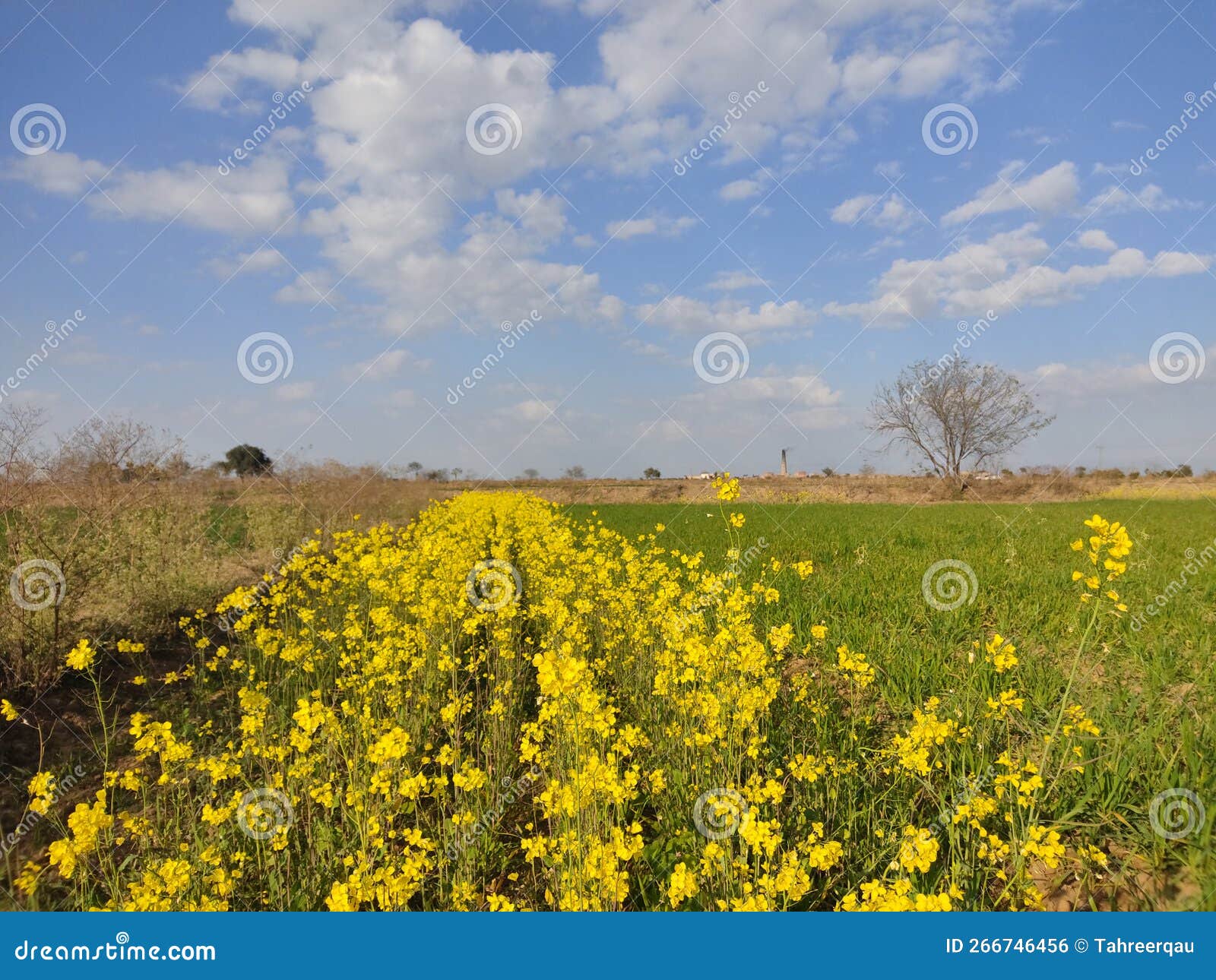 Mustard and Wheat in Fields Stock Photo - Image of crop, pasture: 266746456