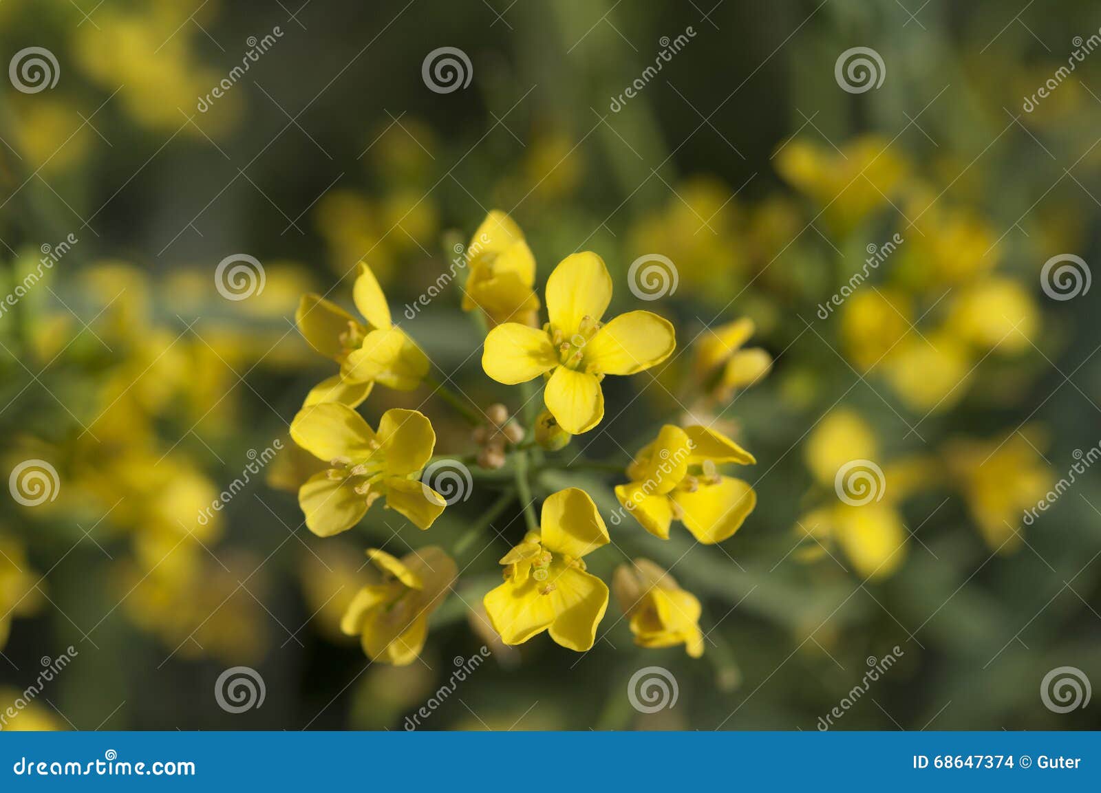 Mustard Yellow Flowers stock photo. Image of pieris, rash - 68647374