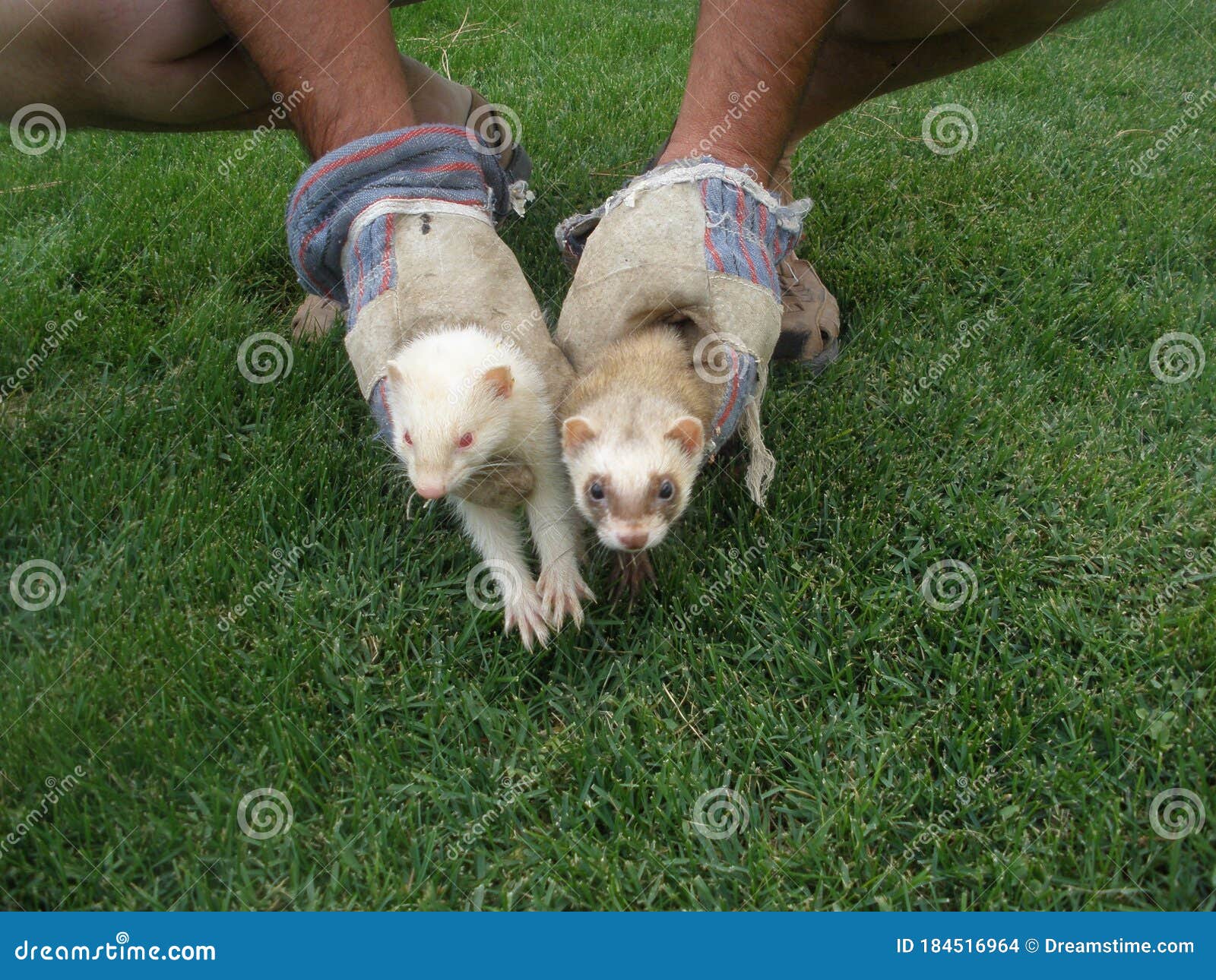 Mustelas and Weasels Hold by Hands Stock Photo - Image of mammal ...