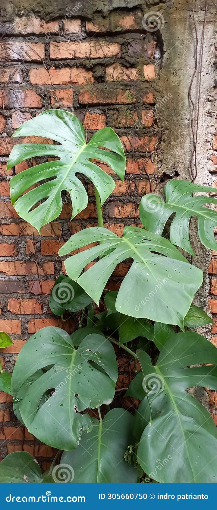 Mustera Plant Creeping on Red Bricks Stock Photo - Image of tree, plant ...