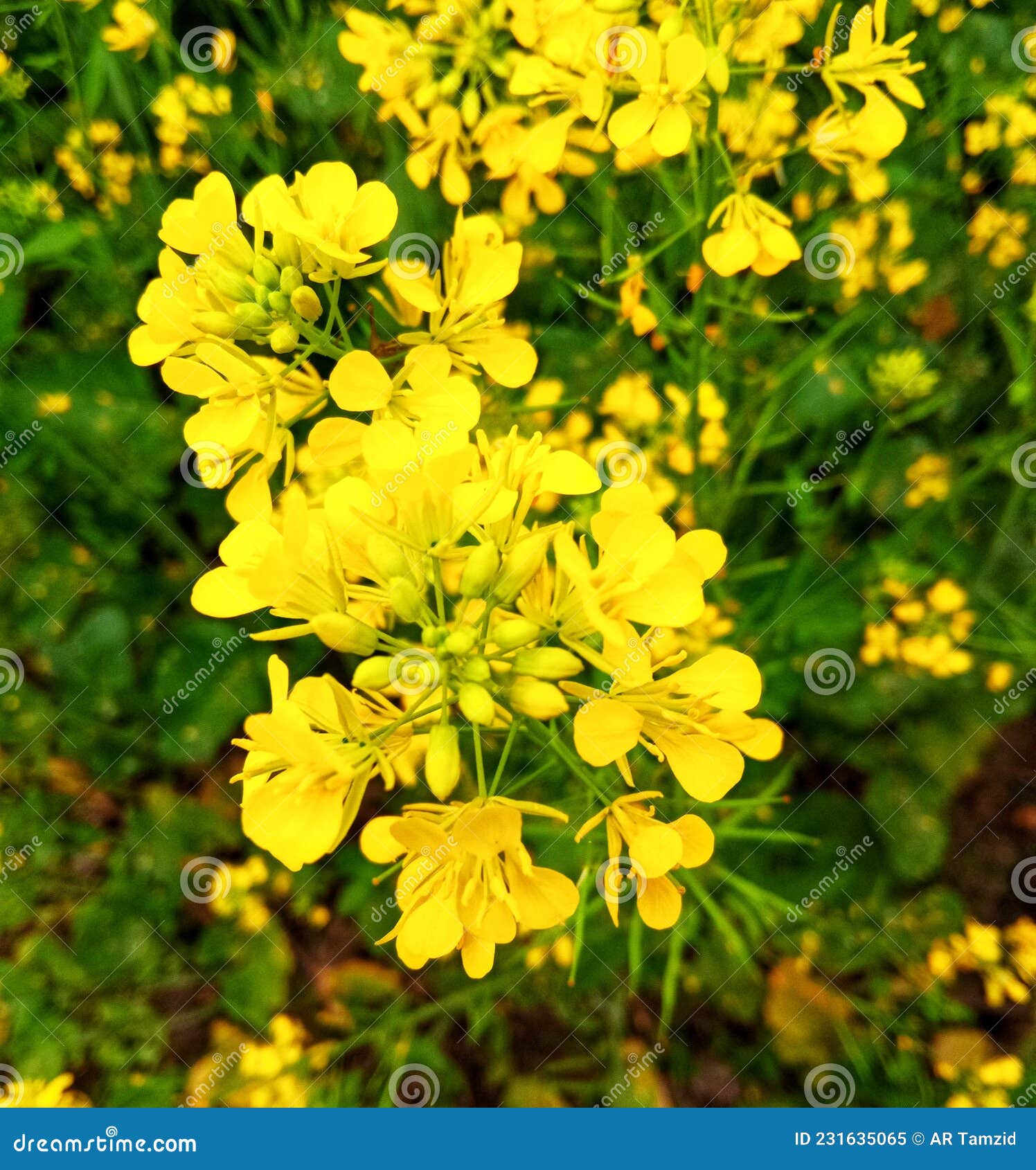 Musterd Flower stock image. Image of yellow, beautiful - 231635065