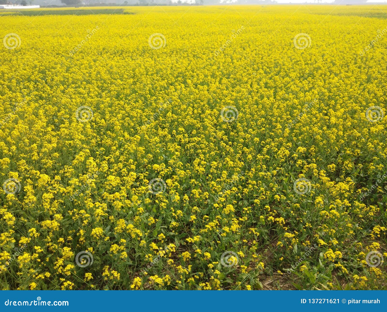 Musterd flower stock image. Image of fild, yeallow, musterd - 137271621