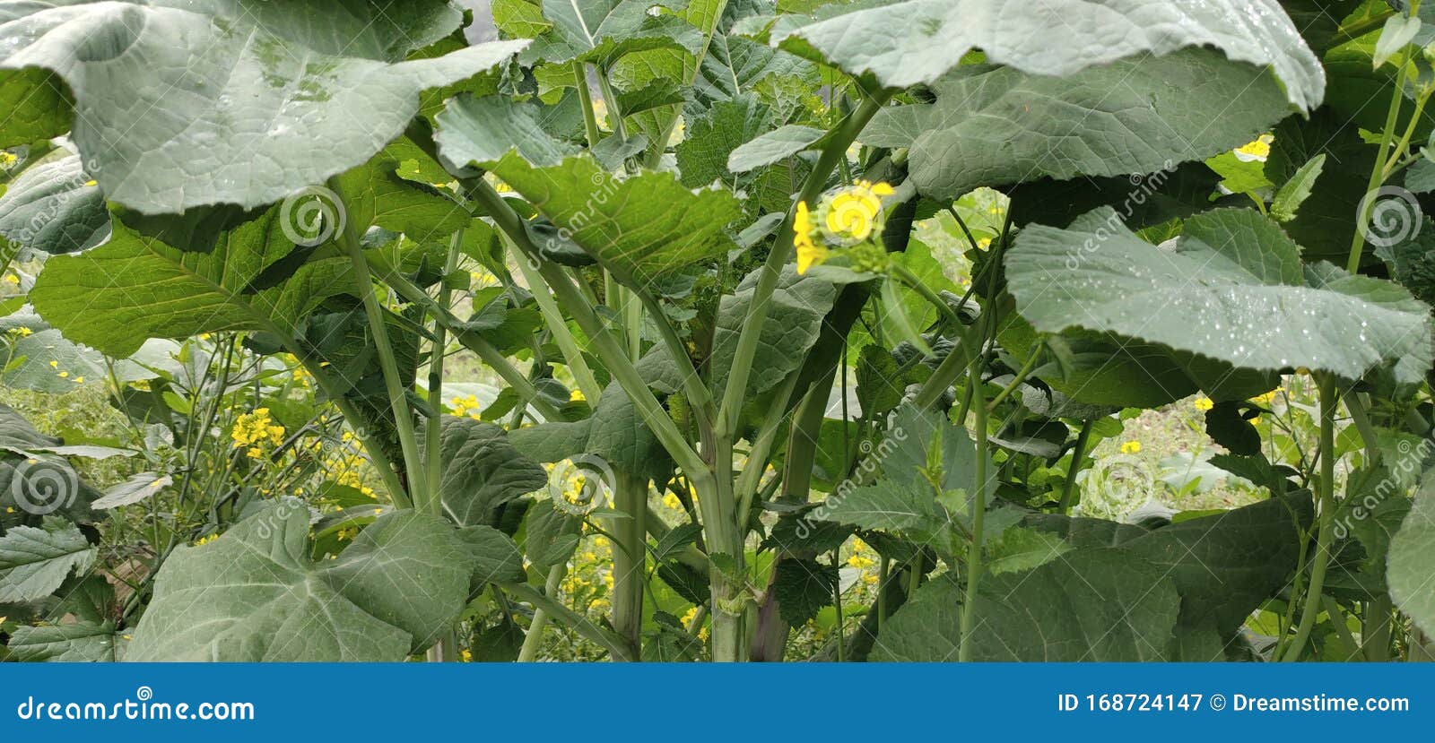 Musterd Plants Hybrid Natural Field Stock Image - Image of musterd ...